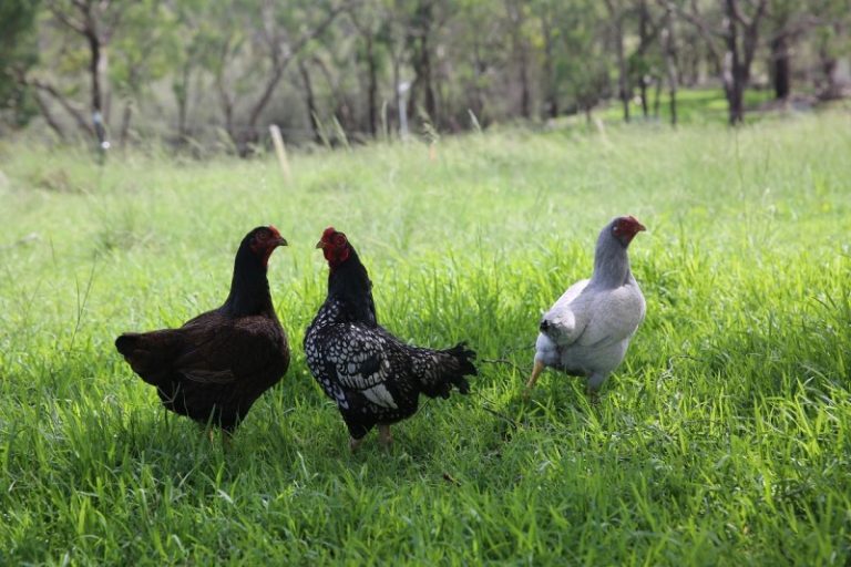 Cornish Chicken - Breed Profile - Backyard Poultry